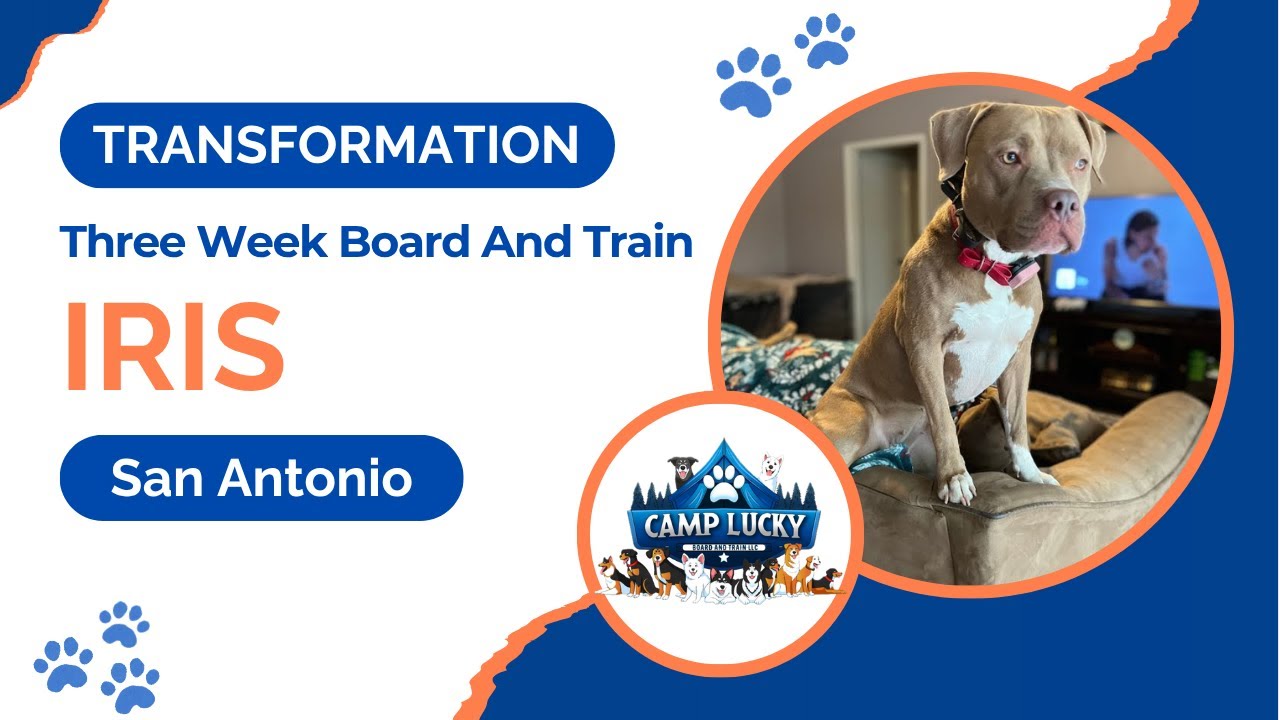 Pitbull "Iris" | Service Dog Training | Alexis Dog Trainer - YouTube