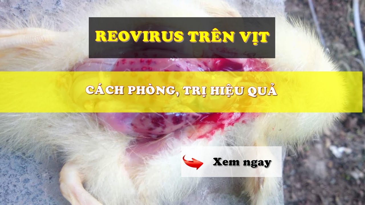 REOVIRUS TRÊN VỊT | REOVIRUS IN DUCK - YouTube