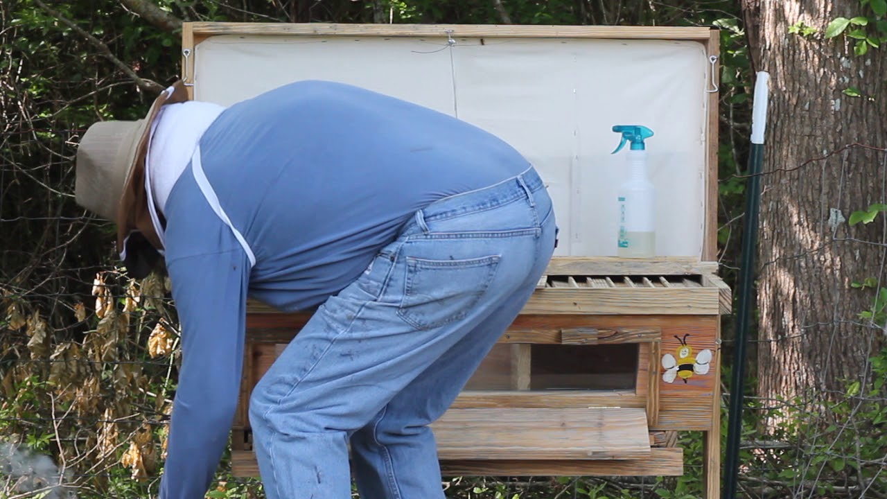 Loading Bees in Top Bar Bee Hive - YouTube