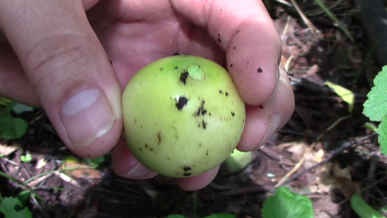 Mayapple, an abundant plant and elusive fruit. - YouTube