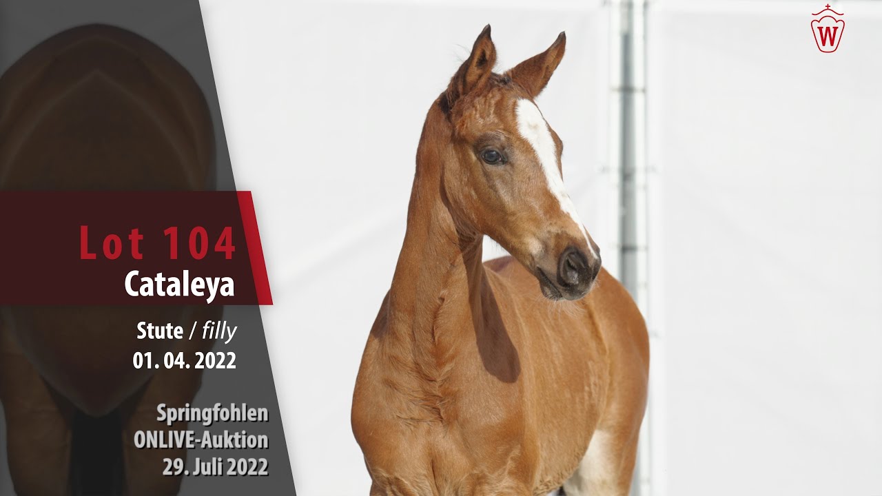 OnLive-Auktion Lot 104 Cataleya Stute v. Coeur de Bella Donna - Cassius ...
