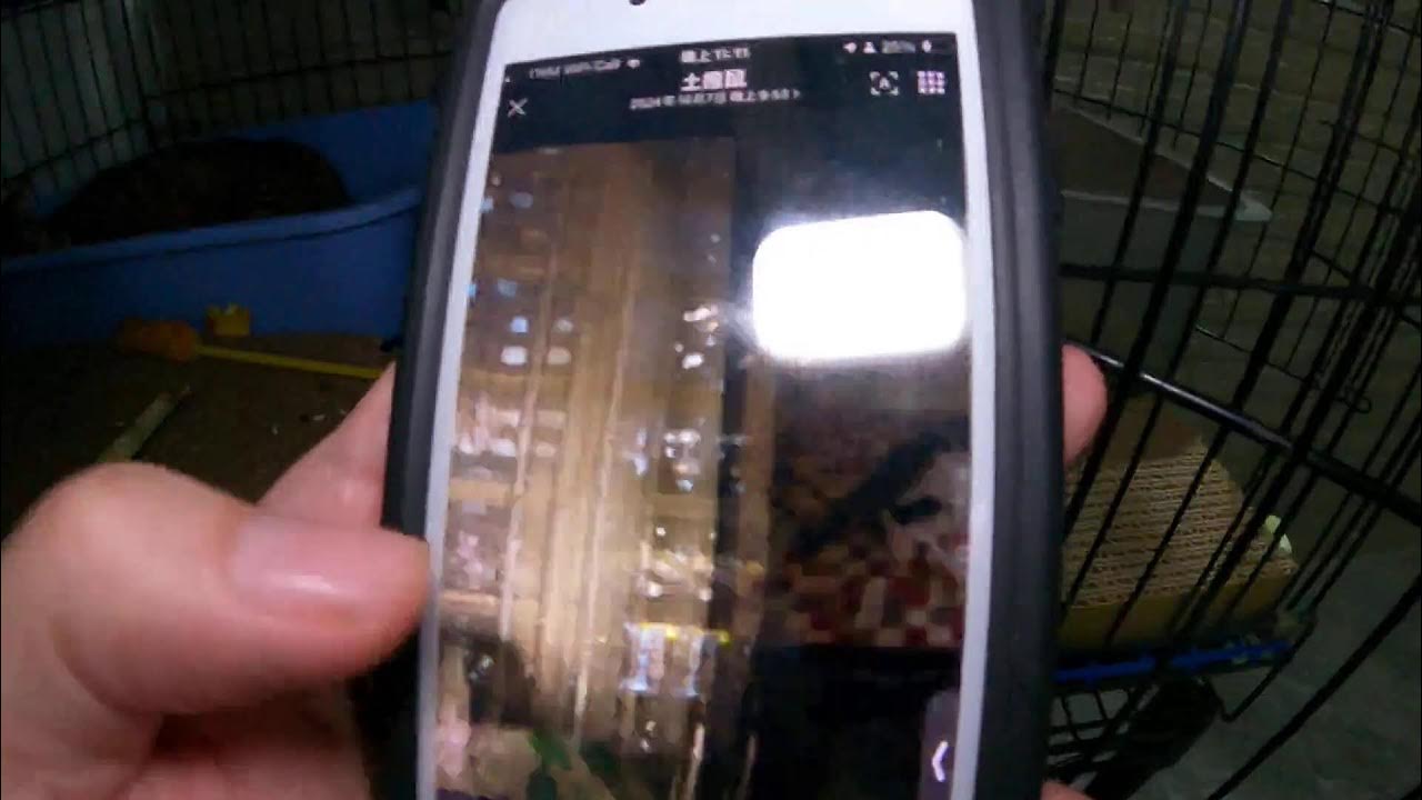 [汝爸直播] 送養咪歐~載回鐵欄20241007 - YouTube