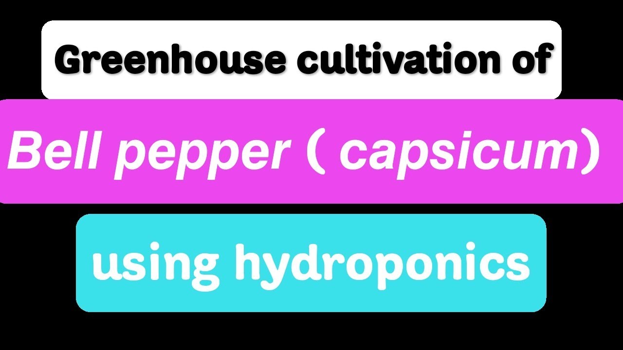 Greenhouse Cultivation of Bell pepper ( capsicum) using hydroponics ...