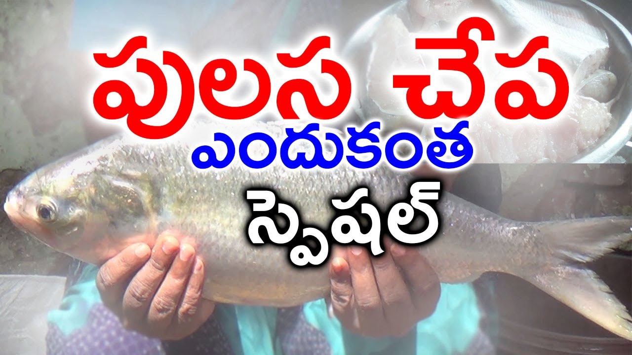 Pulasa Fish Special Cost Facts -What's Godavari Pulasa Fish(ilish ...