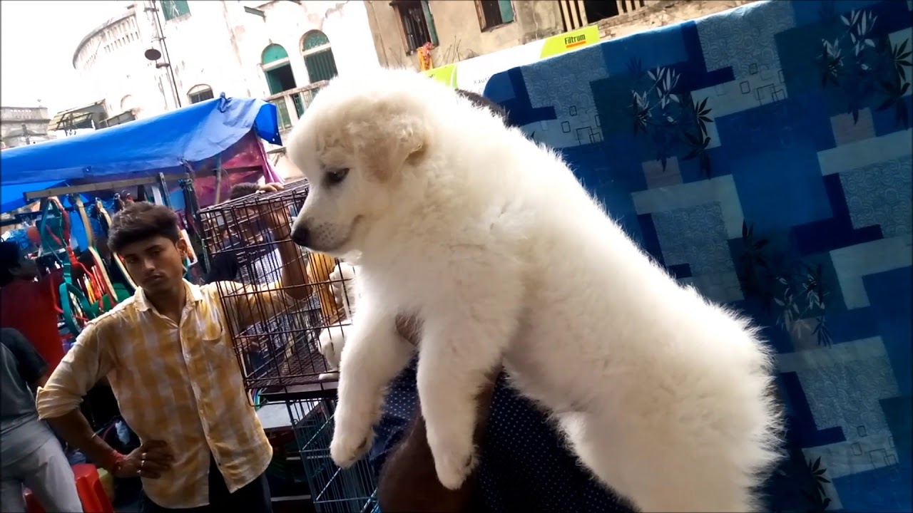 Snow White Samoyed Puppy Get His New Friend At Galiff Street - YouTube