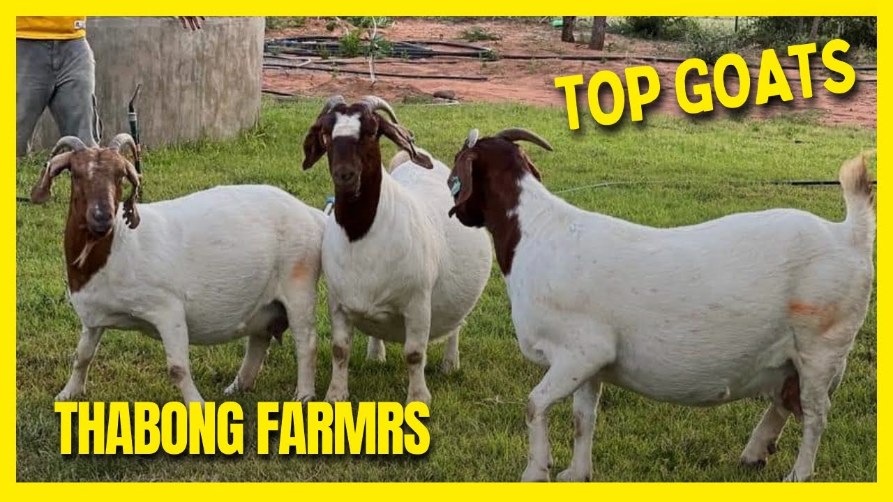 BOER GOAT FARMING - THABONG FARMS - YouTube