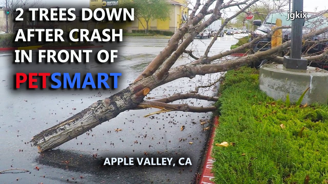 Trees Down After Crash in front of PetSmart - YouTube
