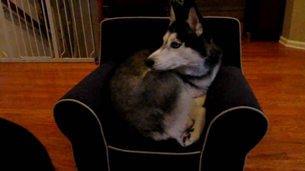 Mishka says "Meow" - Dog Talking - YouTube