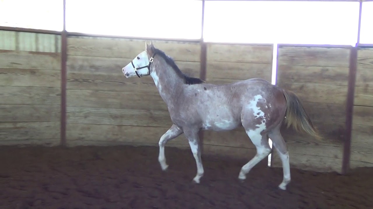 "PEARL" AQHA/APHA YEARLING FILLY BY ORIGINAL COWBOY - YouTube