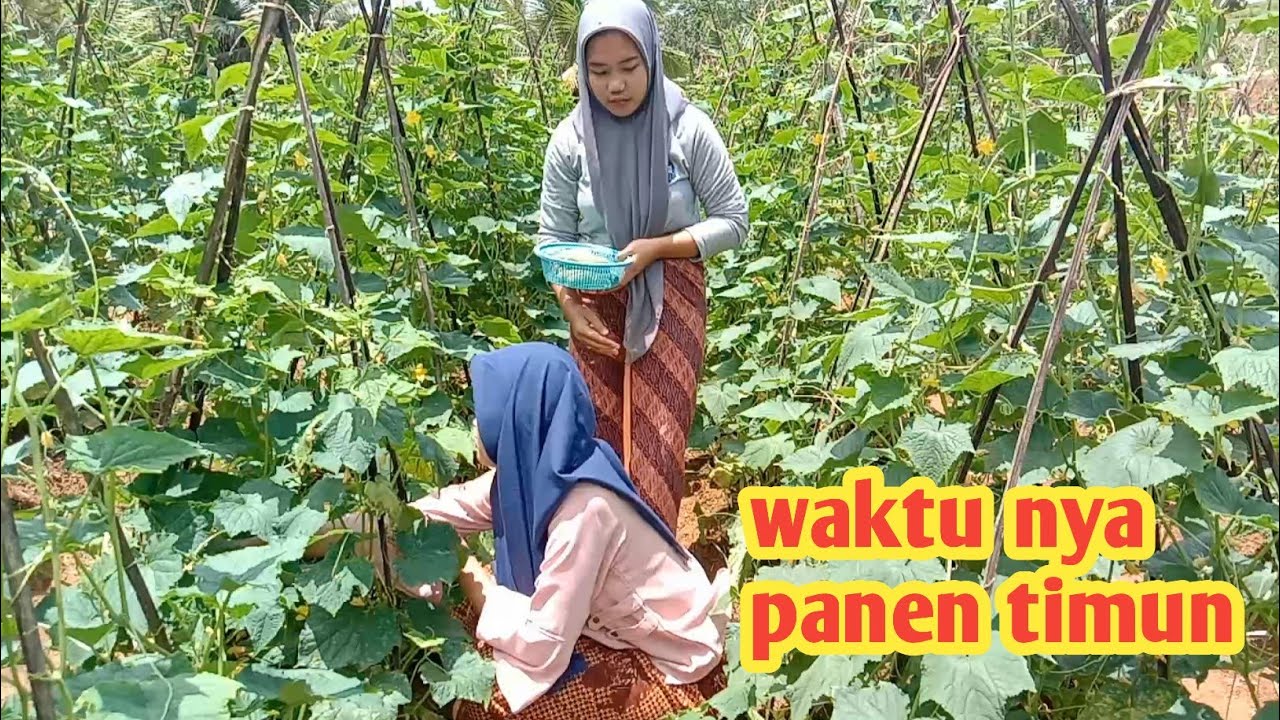 Keseruan Dua gadis desa metik timun Di Sawah - YouTube