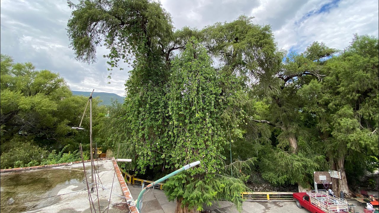 La historia de los ahuehuetes ( San Juan atzompa) - YouTube