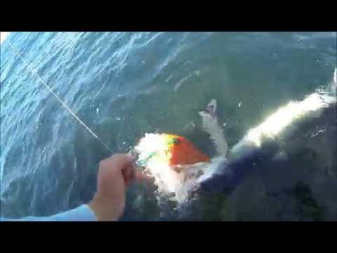 SHARK ATTACKs halibut fishing bait sack