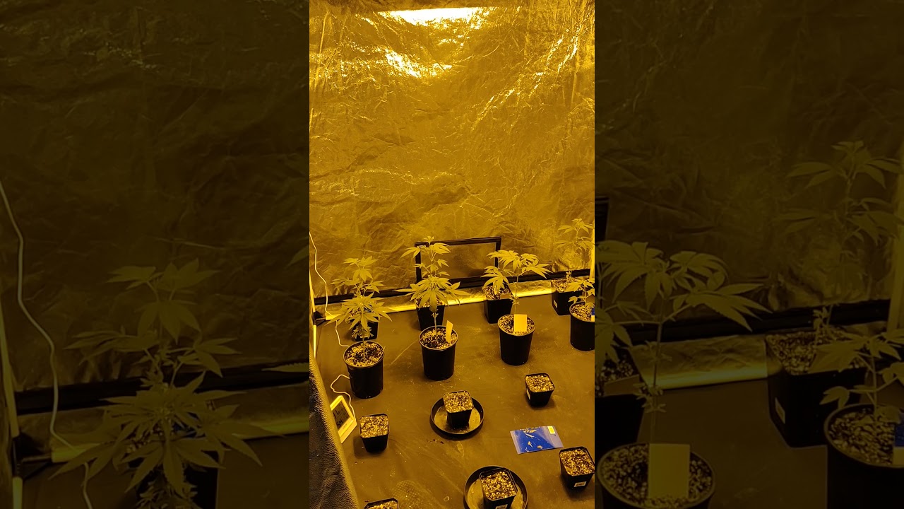 HOW TO GROW WEED, CANNABIS LOG #001 - YouTube