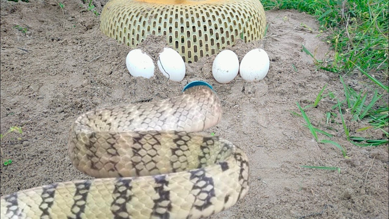 New methods and methods of trapping wild snakes using rectangular ...