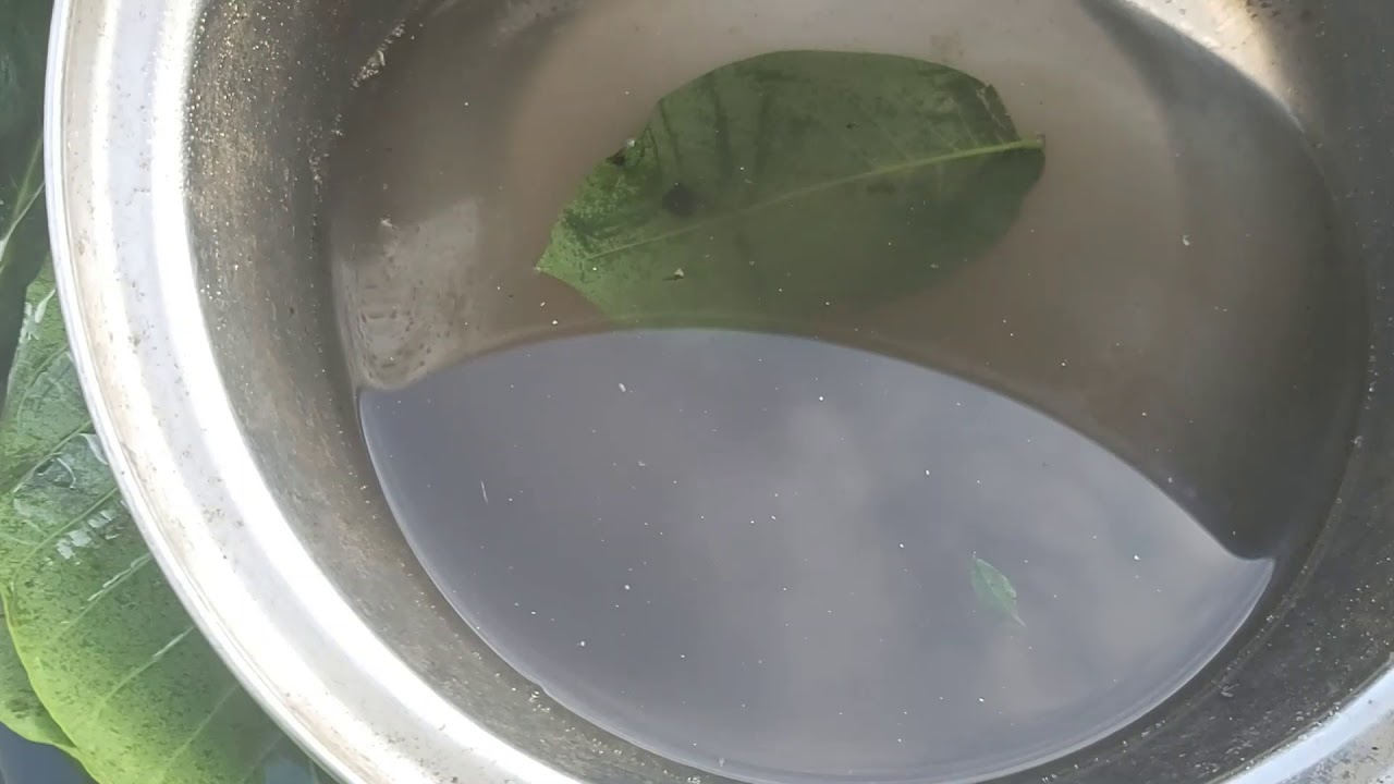 Natural insecticide with walnut leaves - YouTube