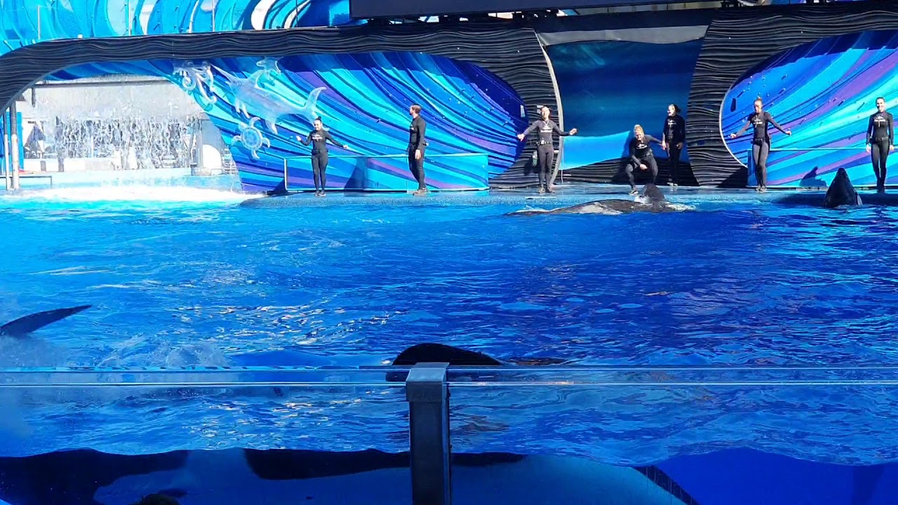 ORCA - BALEIA- SHOW EMOCIONANTE - SEA Word - Orlando | Disney - YouTube