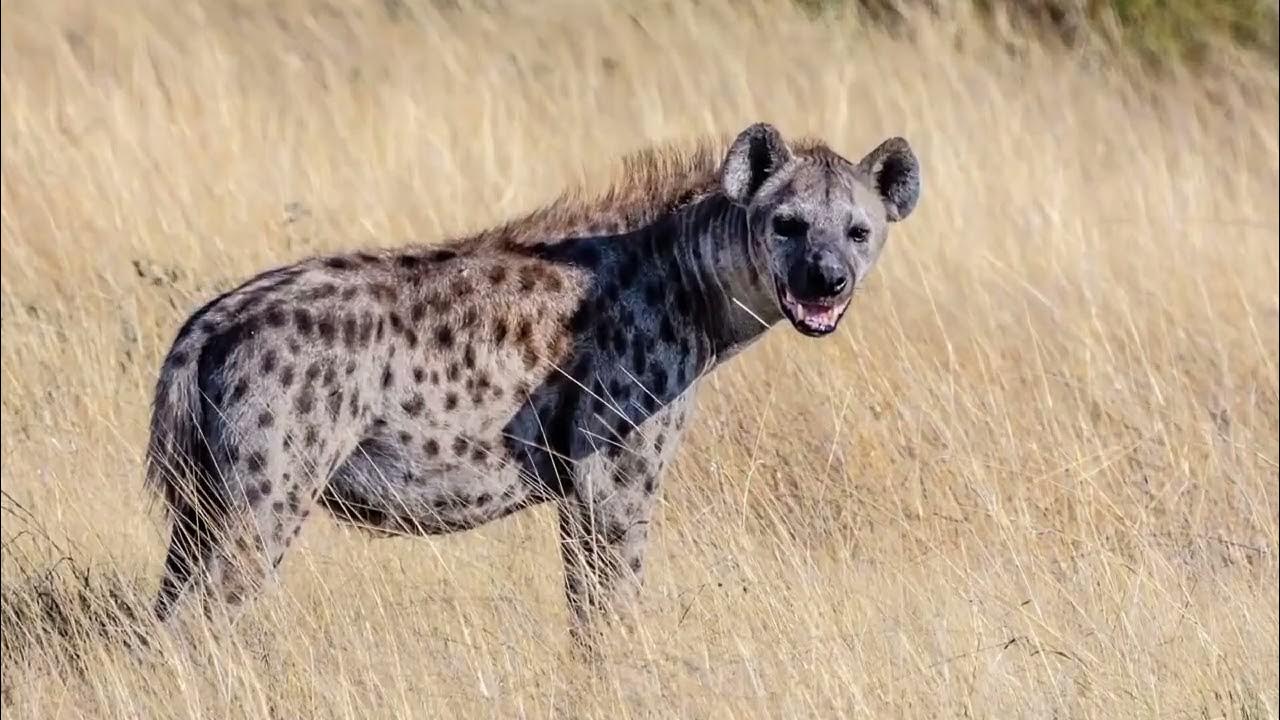 ايهم اقوي النمر ام الضبع التفسير والحقيقه وراء ذالك 💪 Youtube