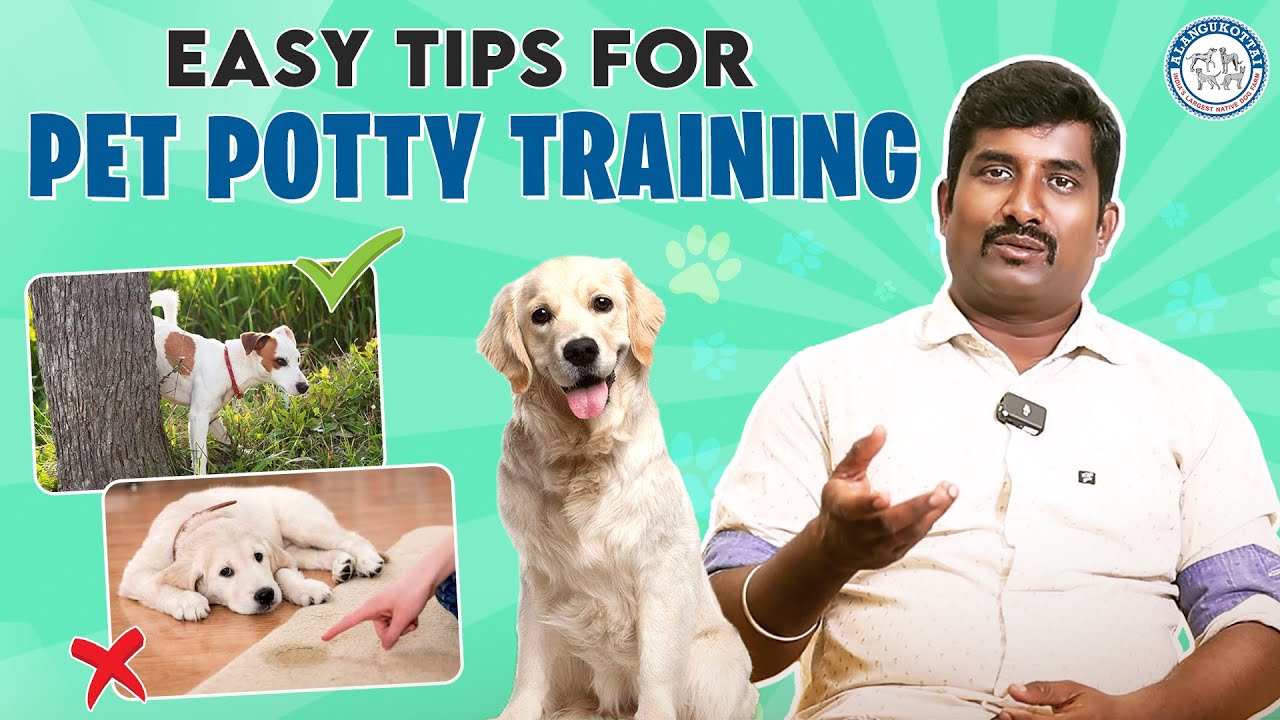 How to Potty Train your Dog EASILY | Pet Training Tips | Dog Training ...