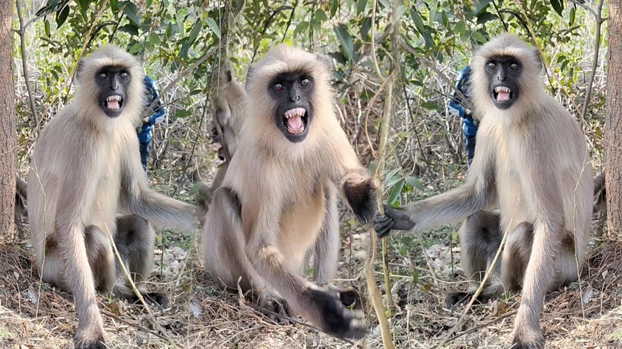 Raw & Real: Wild Monkeys’ Reactions Caught on Camera - YouTube