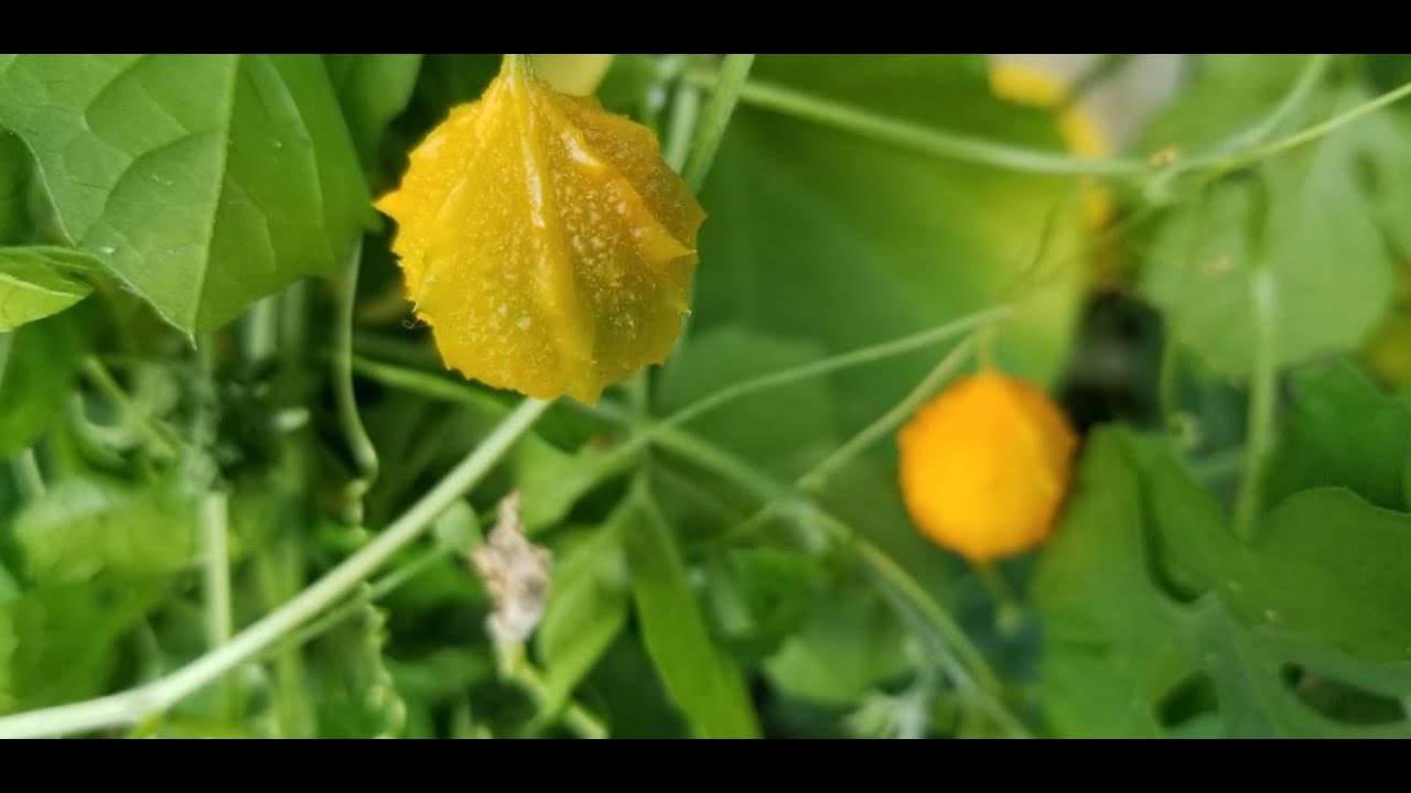 The Health Benefits of Cerasee Tea - YouTube