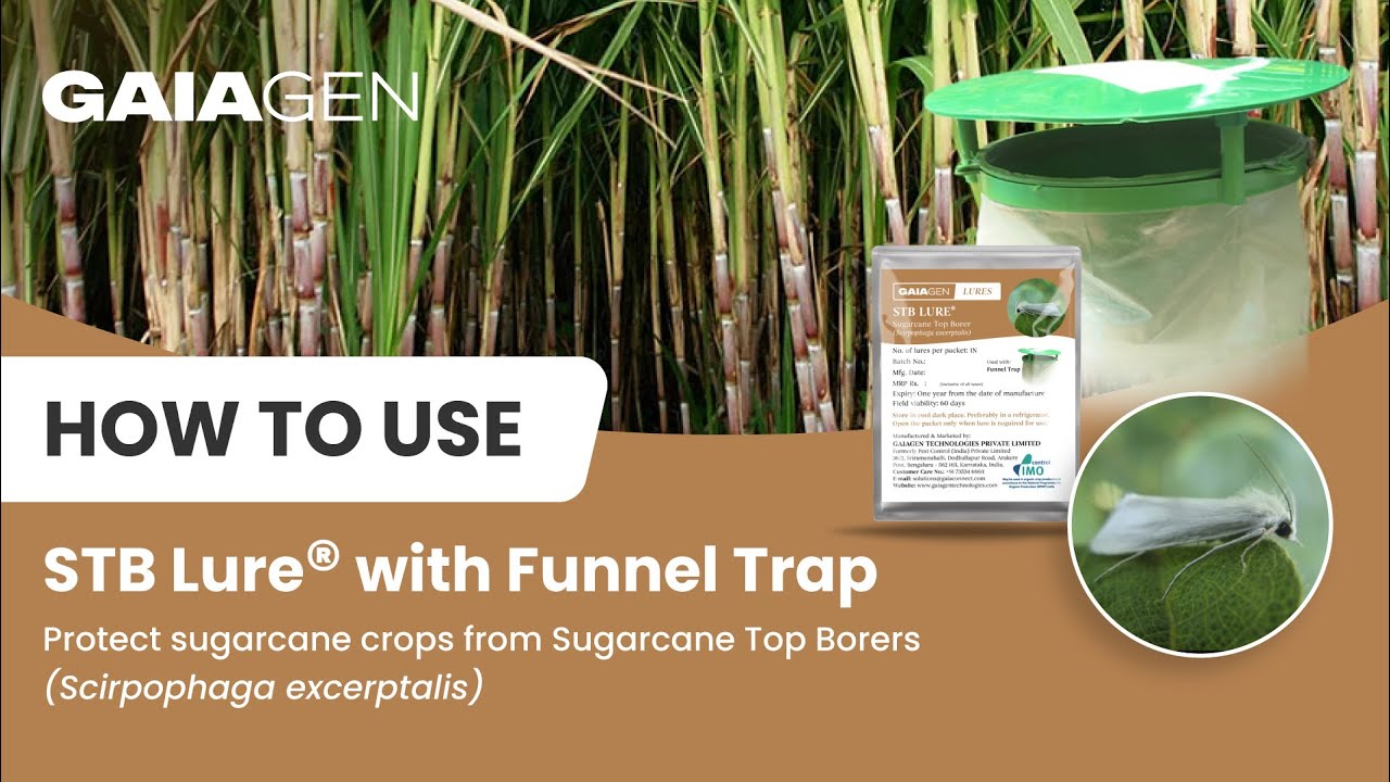How to use Sugarcane Top Borer Lure (Scirpophaga excerptalis) with ...