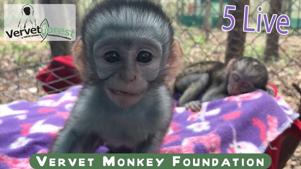 Baby orphan monkeys of Season 5 "LIVE" Sunday 11th, integration ...