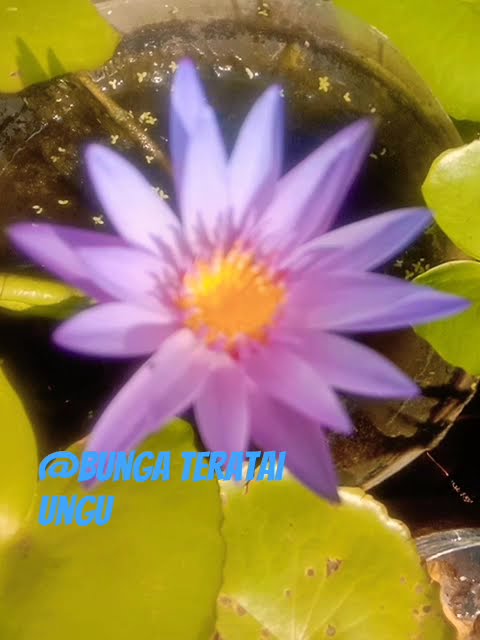 @BUNGA TERATAI UNGU - YouTube