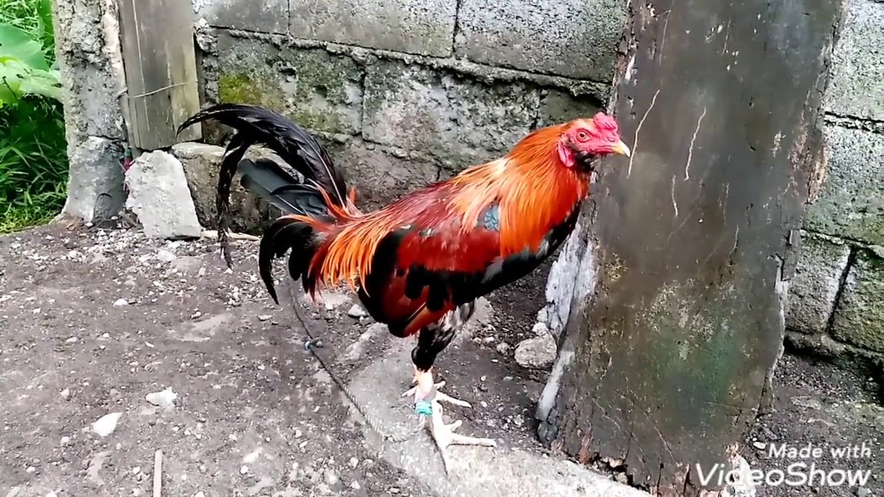 #Manok na pula😘😘😘Perfect time - YouTube