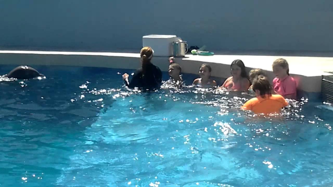 Dolphin Encounter Gulf World Pcb 2015 - YouTube