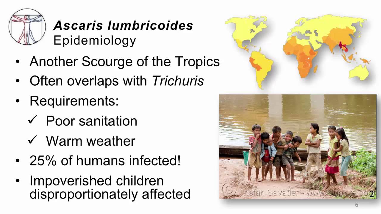 Helminths Ascaris - YouTube