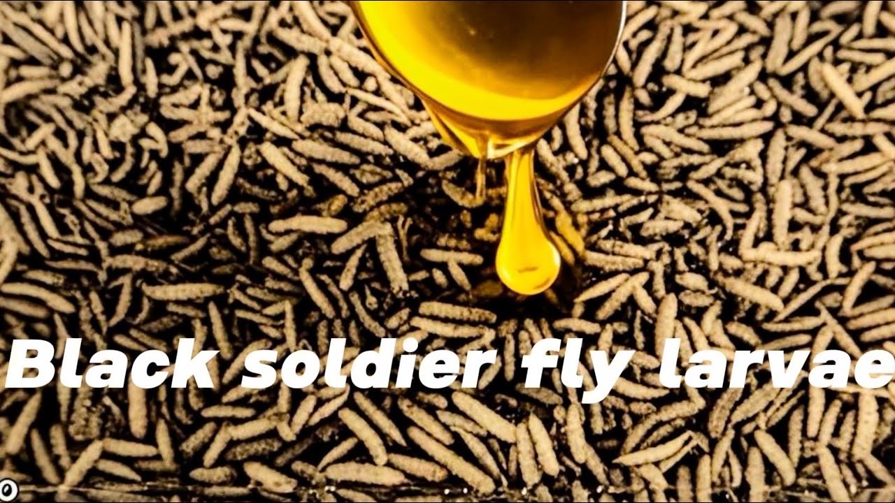 Black soldier fly larvae oil press machine BSF larvae oil expeller # ...
