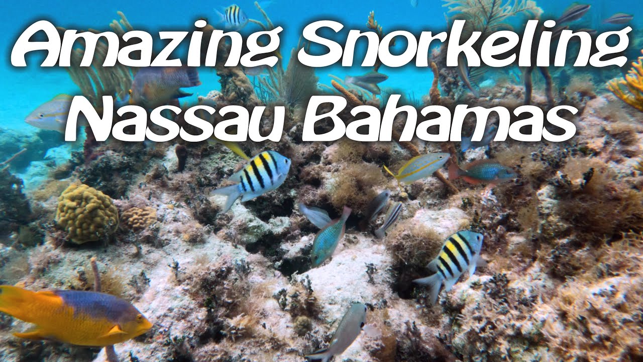 Snorkeling Beautiful Reefs | Squid and Rays | Nassau Bahamas - YouTube