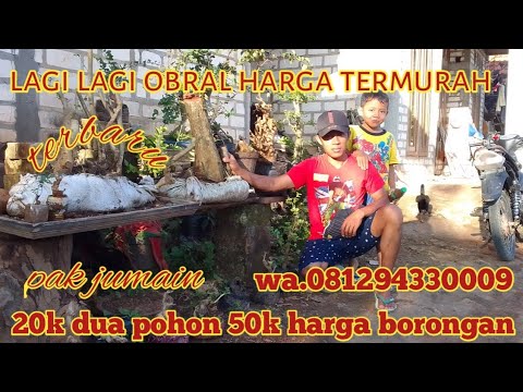 lagi lagi obral bahan terbaru super murah 2 pohon 20k 50k📱081294330009 ...