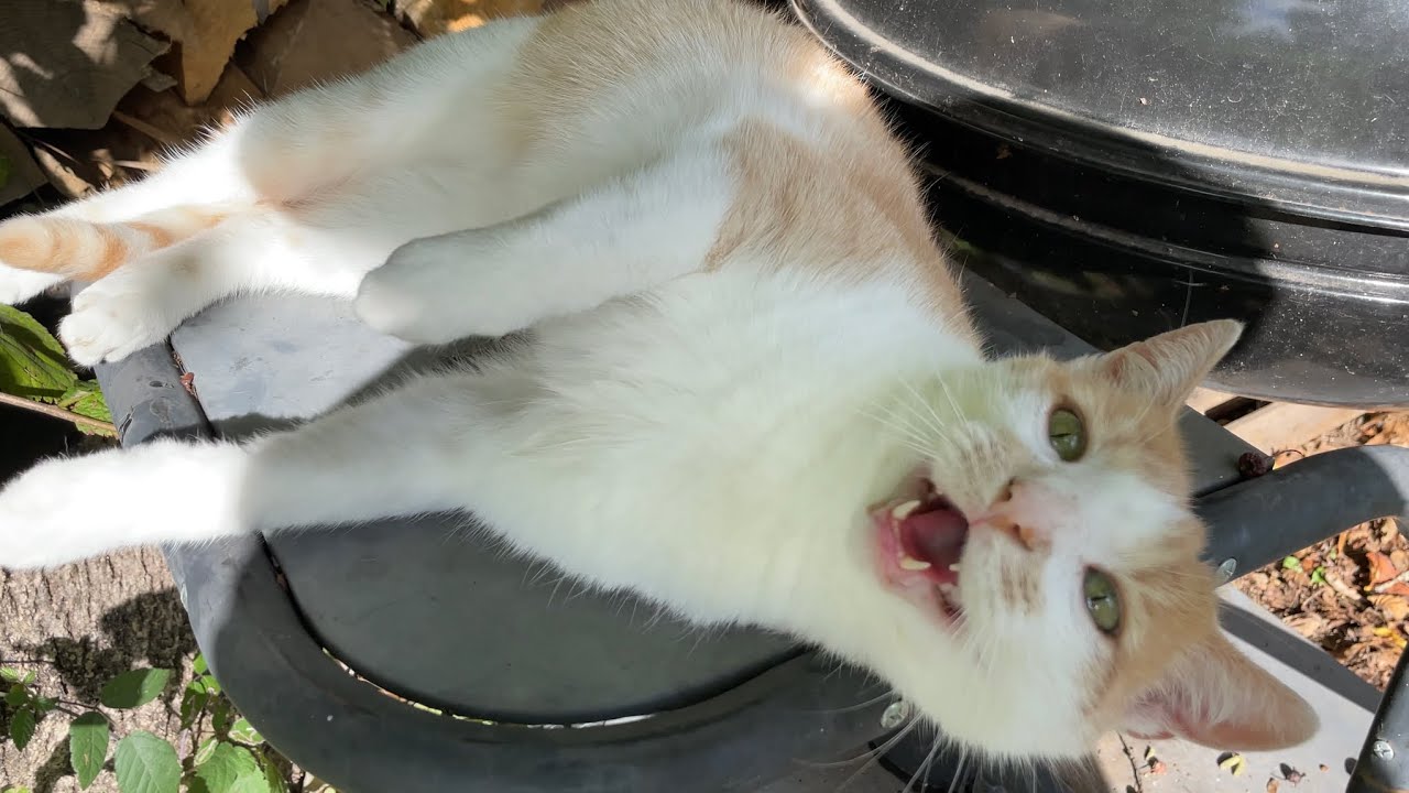 So cute meowing of a stray cat - YouTube