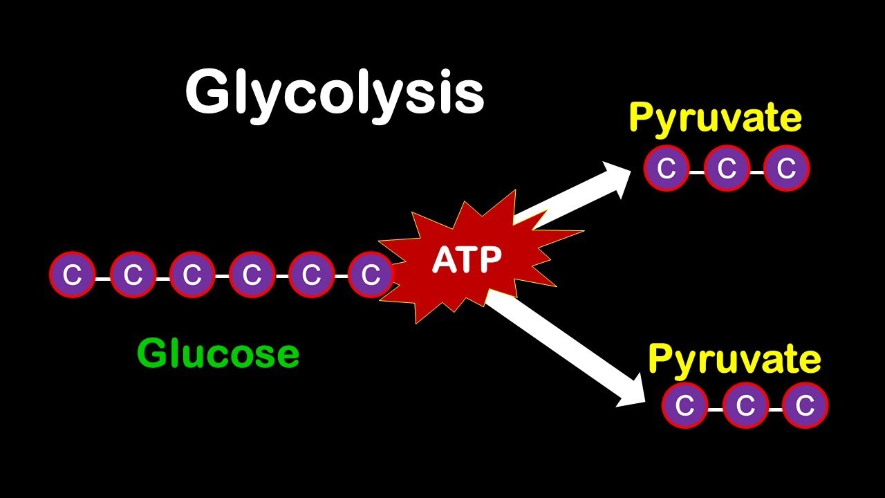 Glycolysis (MADE EASY) - YouTube