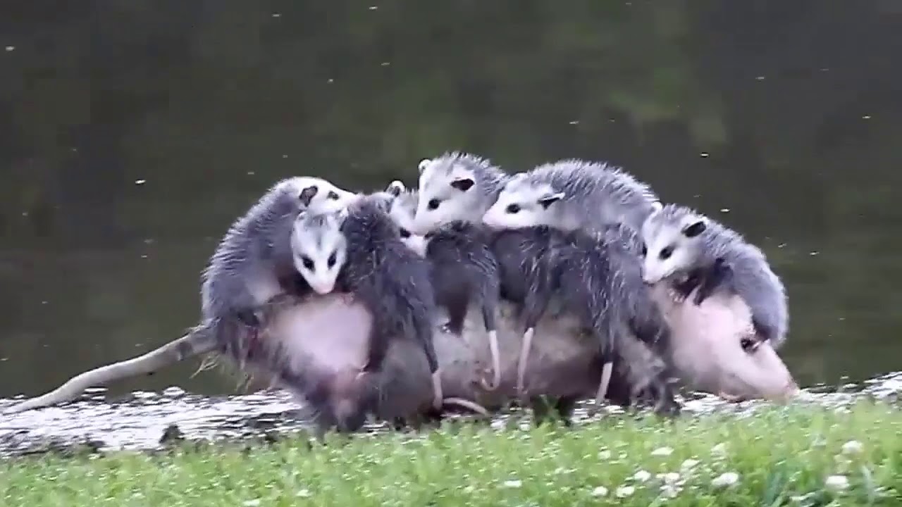 World's Cutest Possum! - YouTube