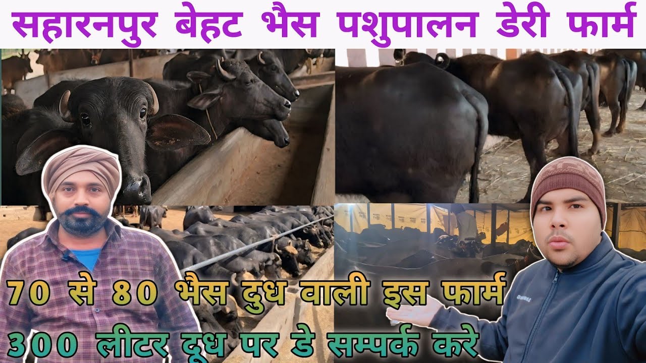 Vlogs👉सहारनपुर बेहट भैस पशुपालन डेरी फार्म 70 से 80 पशु अवेलबल ...