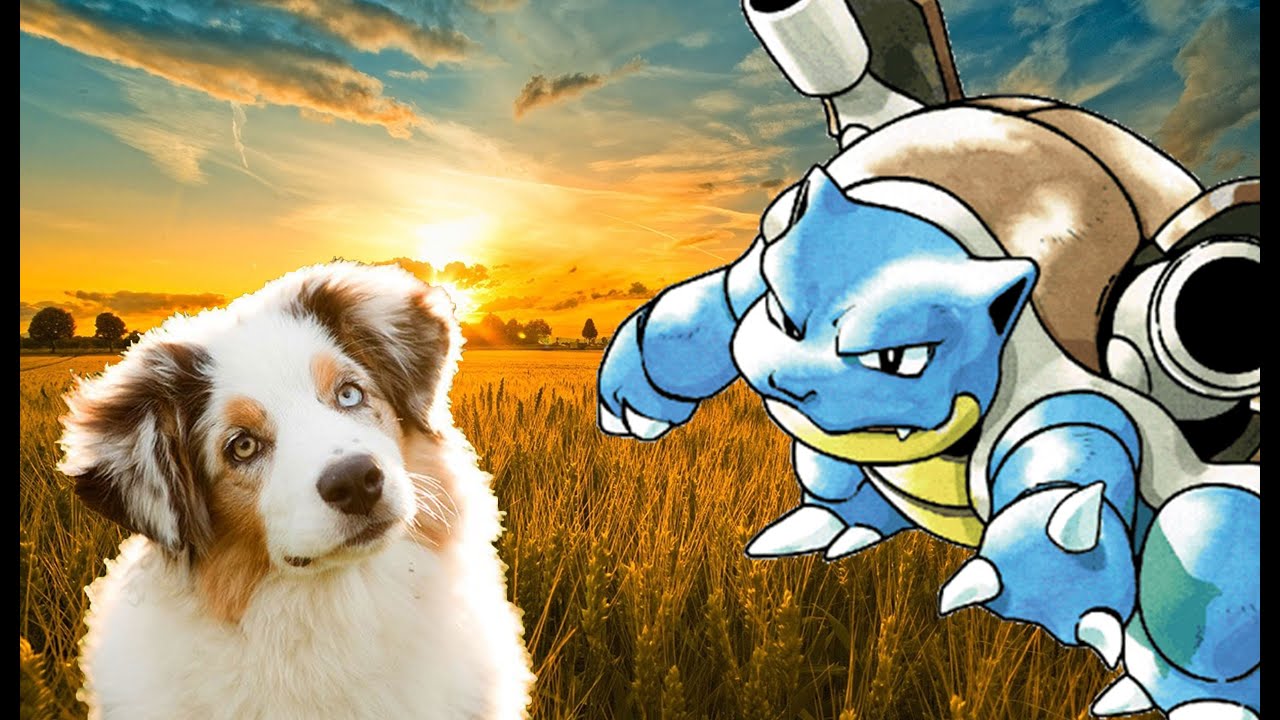 Dogs vs Pokemon (Go) - YouTube