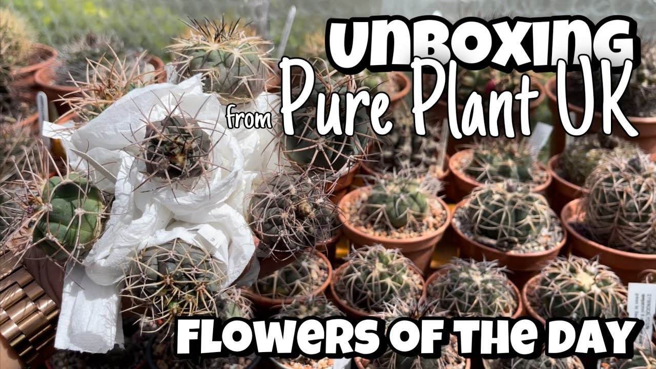 Cactus plant unboxing from Pure Plant UK | cacti and succulents flower ...