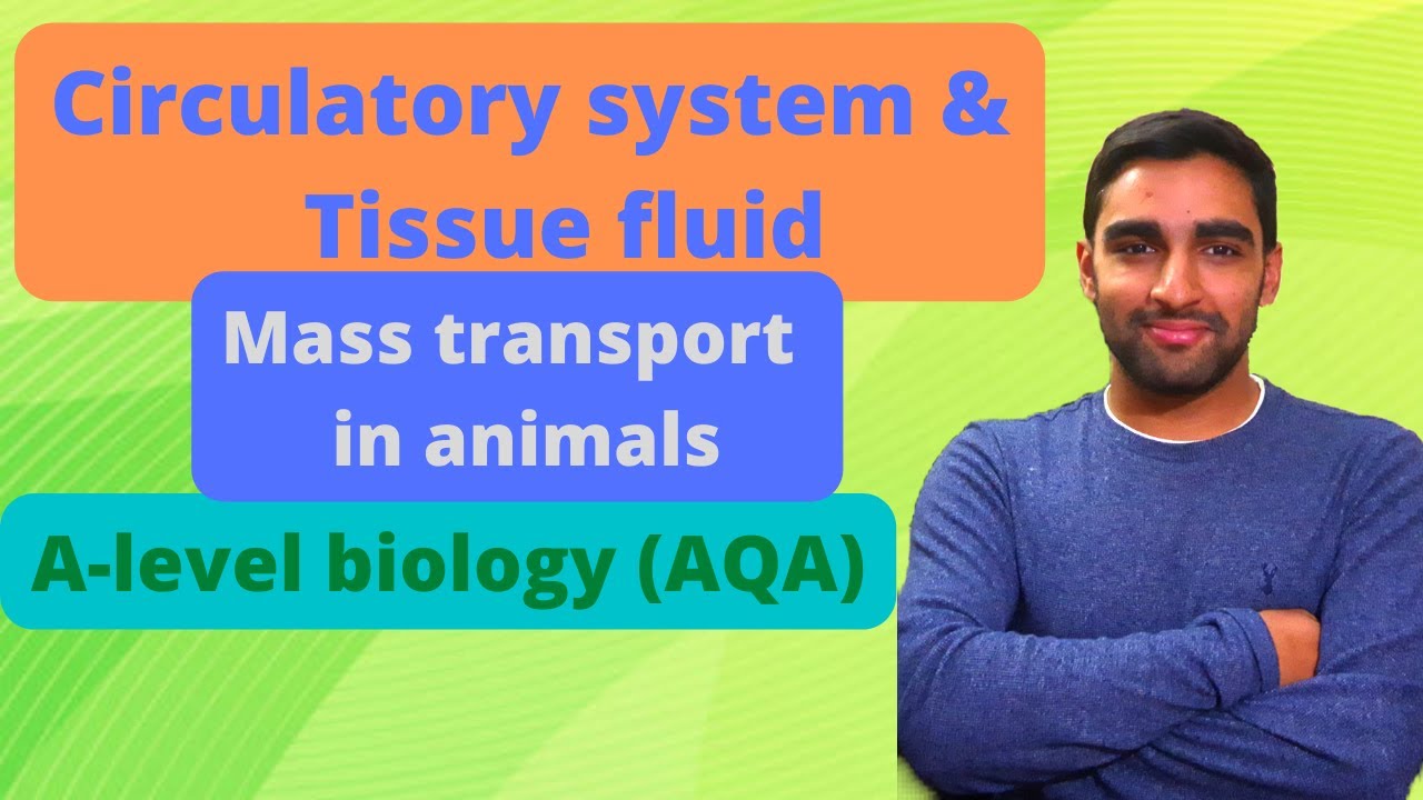 Circulatory system & Tissue fluid - A-level Biology - YouTube