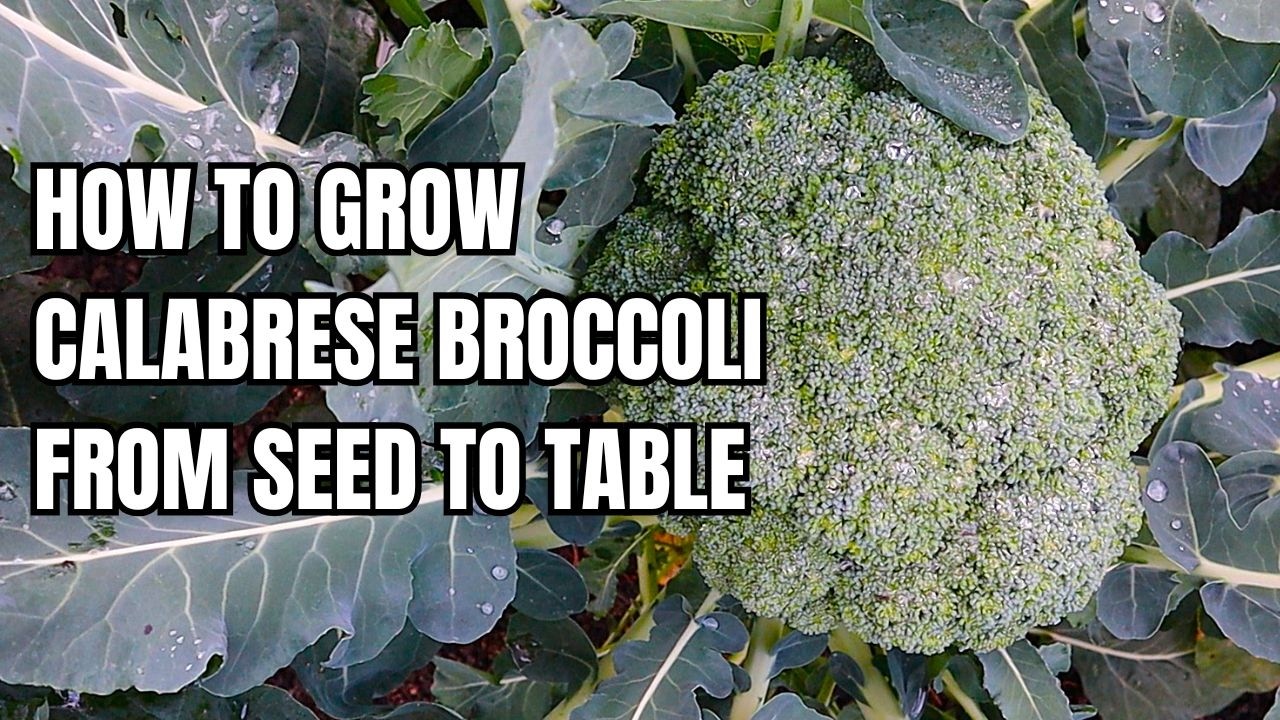 Grow Your OWN Calabrese Broccoli from SEED to TABLE! || Ultimate Guide ...