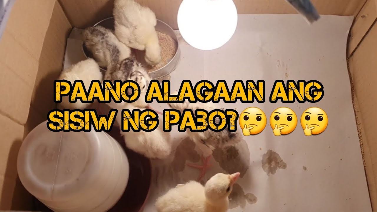 PAANO ALAGAAN ANG SISIW NG PABO?#supportlocalfarmers #happyfarming # ...