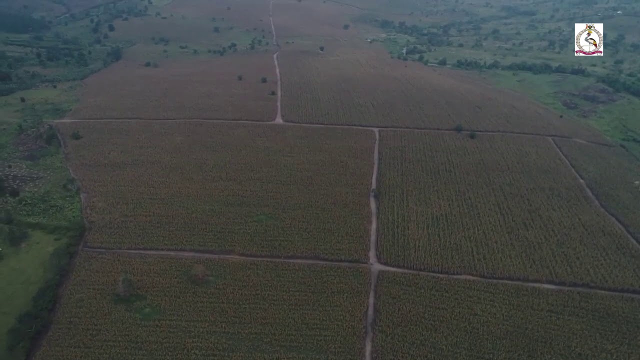 UGANDA GOVERNMENT PRISON FARM KIBURARA IN IBANDA DISTRICT# ...