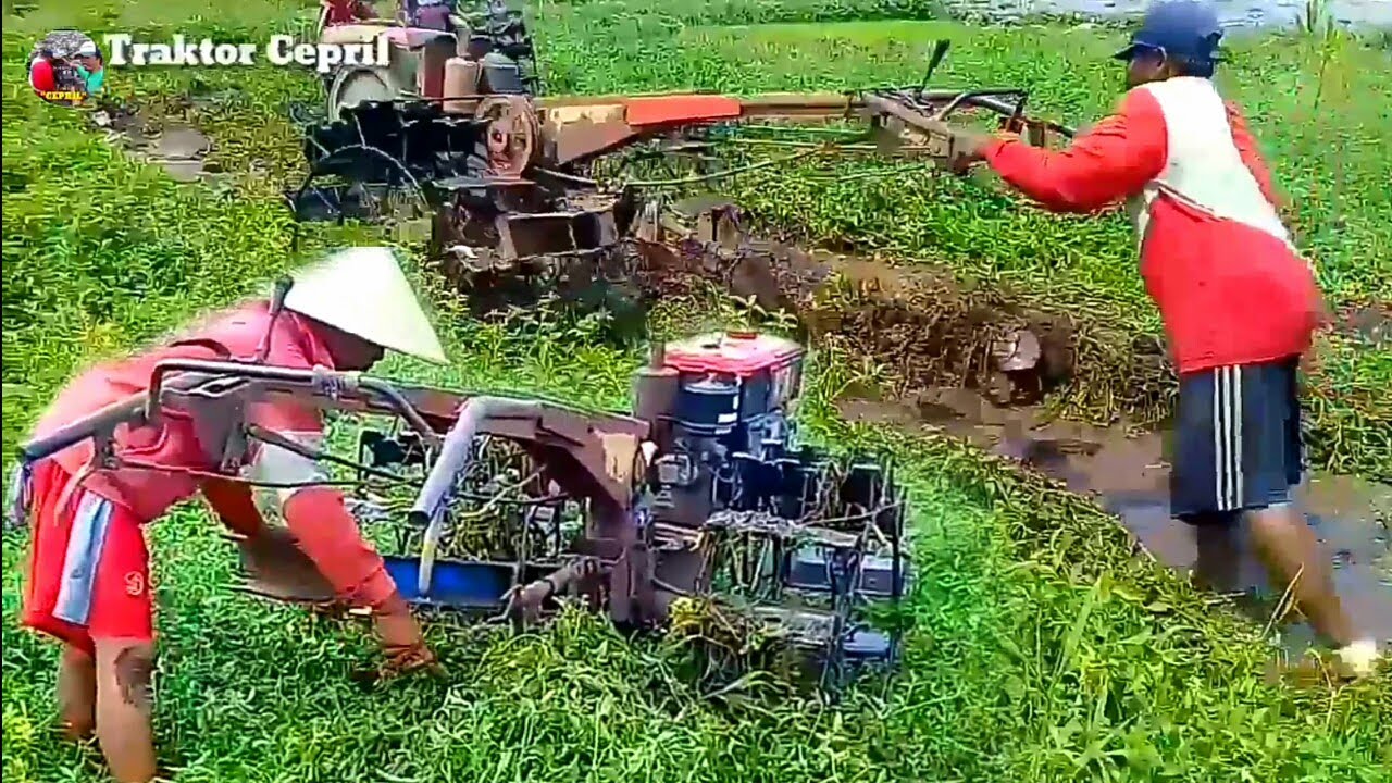 Rumput tebal..! 2 traktor sawah kesulitan dalam bekerja - YouTube