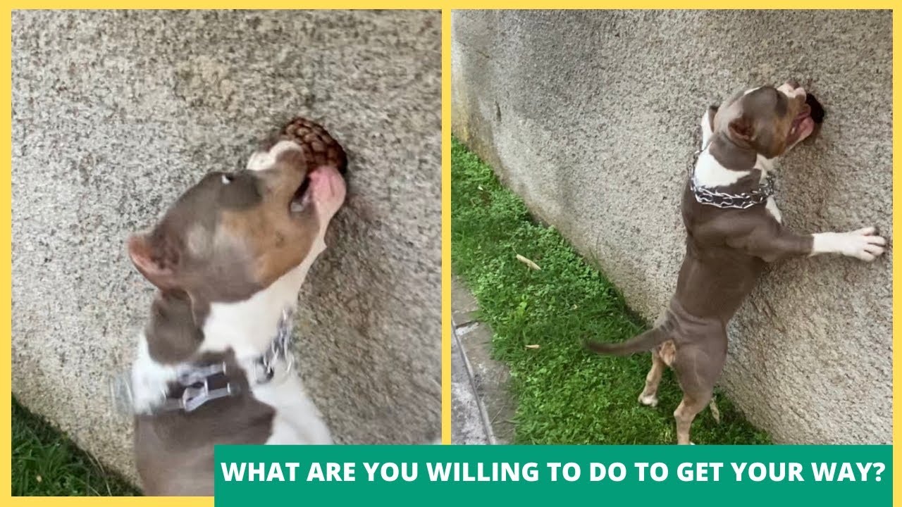 What are you willing to do to get your way? Super Bully got what she ...