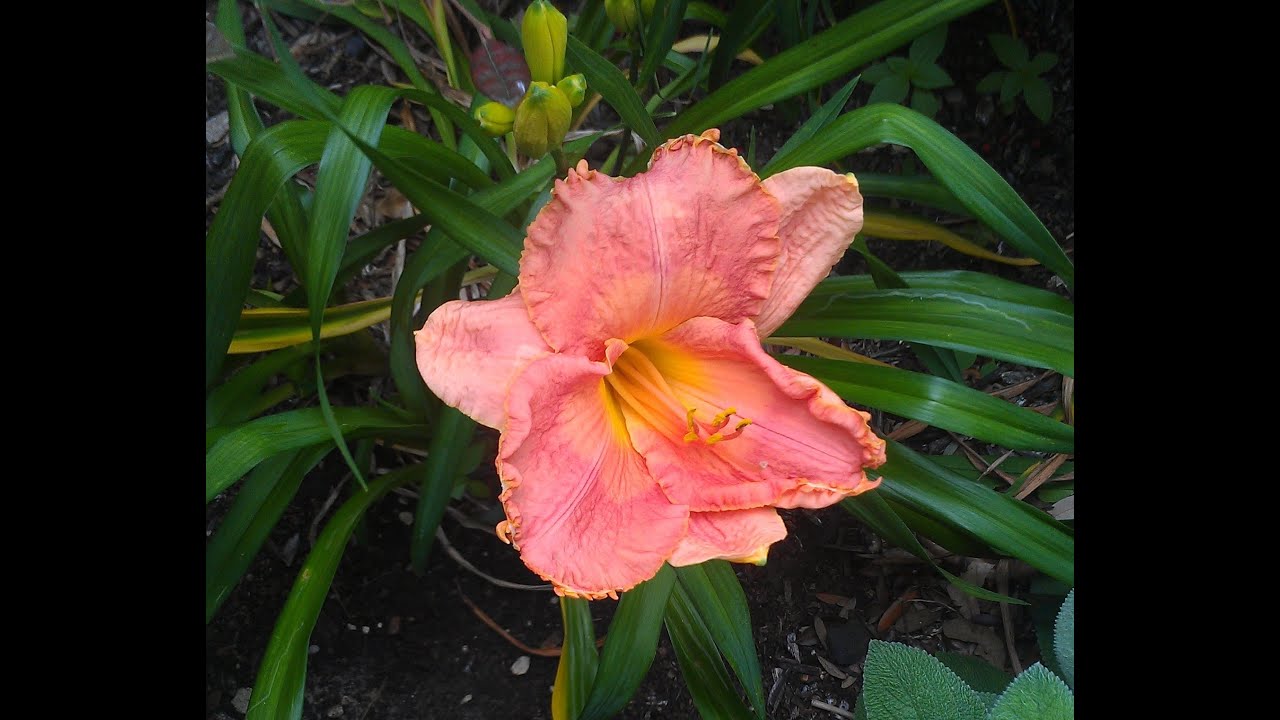 Sinfonietta for Wind Septet and Strings - YouTube