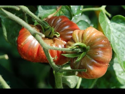 🍅 Découvrez la Tomate "Purple Calabash" : Origine, Saveurs et Conseils ...