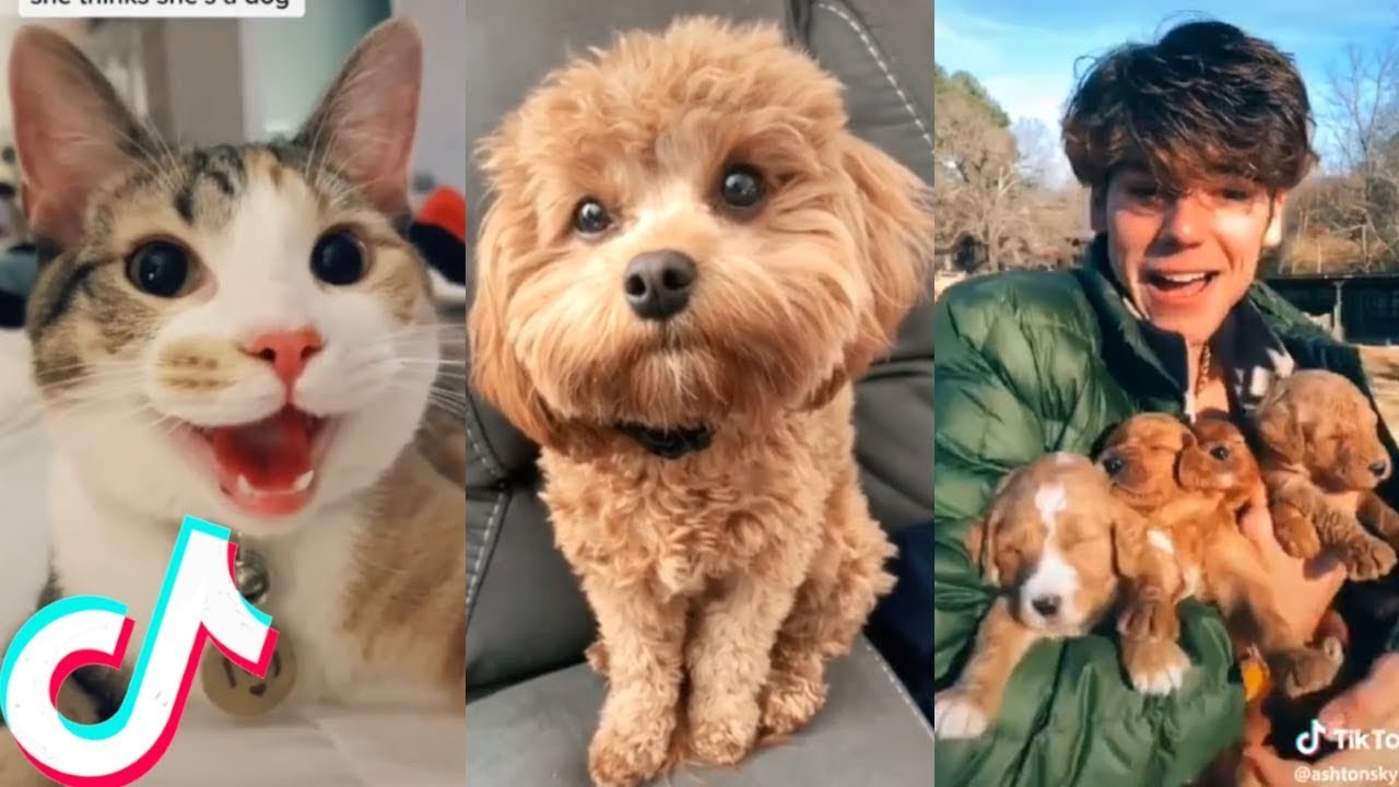 Tik Tok Animals - Laughing with Muddy Funny Situations of Animals ...