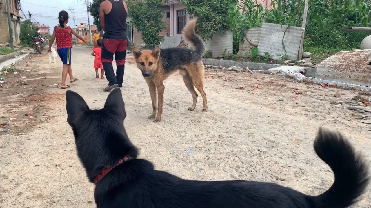 Stray German shepherd is scared of our little maro😅 Are free-ranging ...