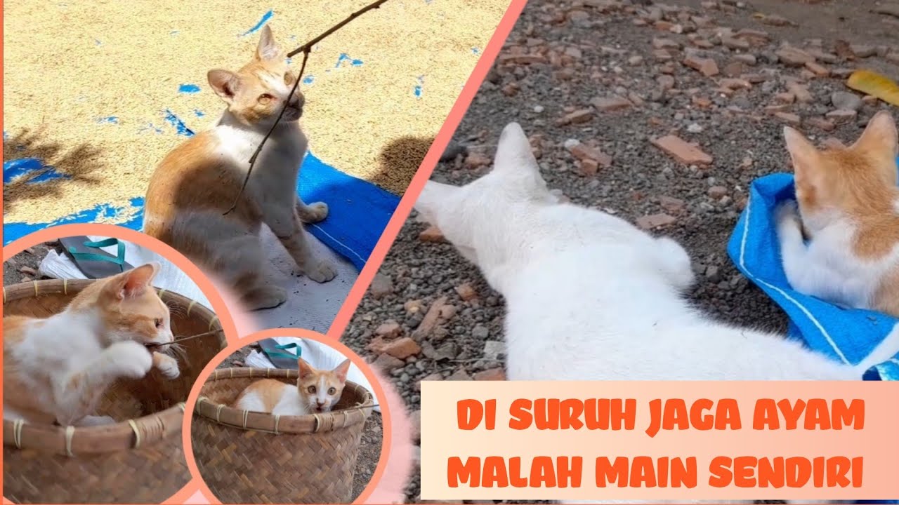 KUCING JAGA AYAM MALAH MAIN SENDIRI HINGGA TERJUNGKAL - YouTube
